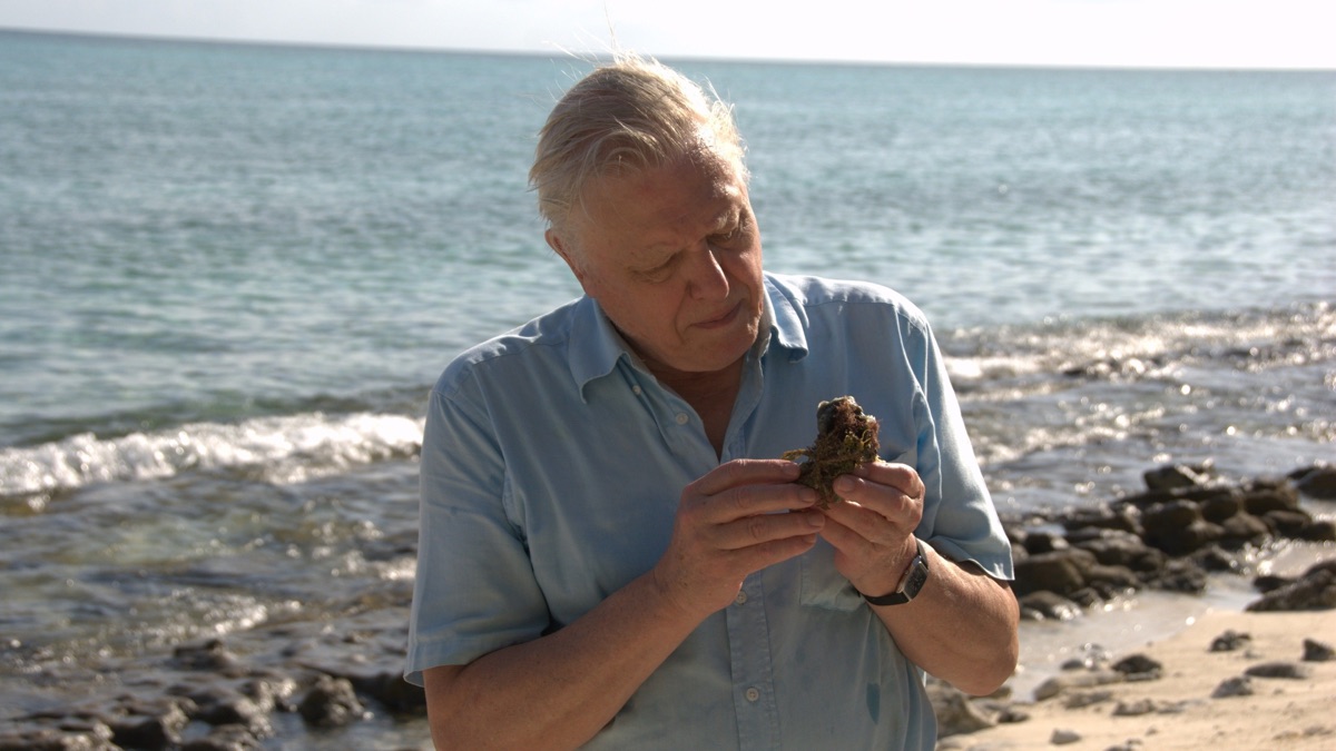 David Attenborough's First Life - Apple TV (ES)