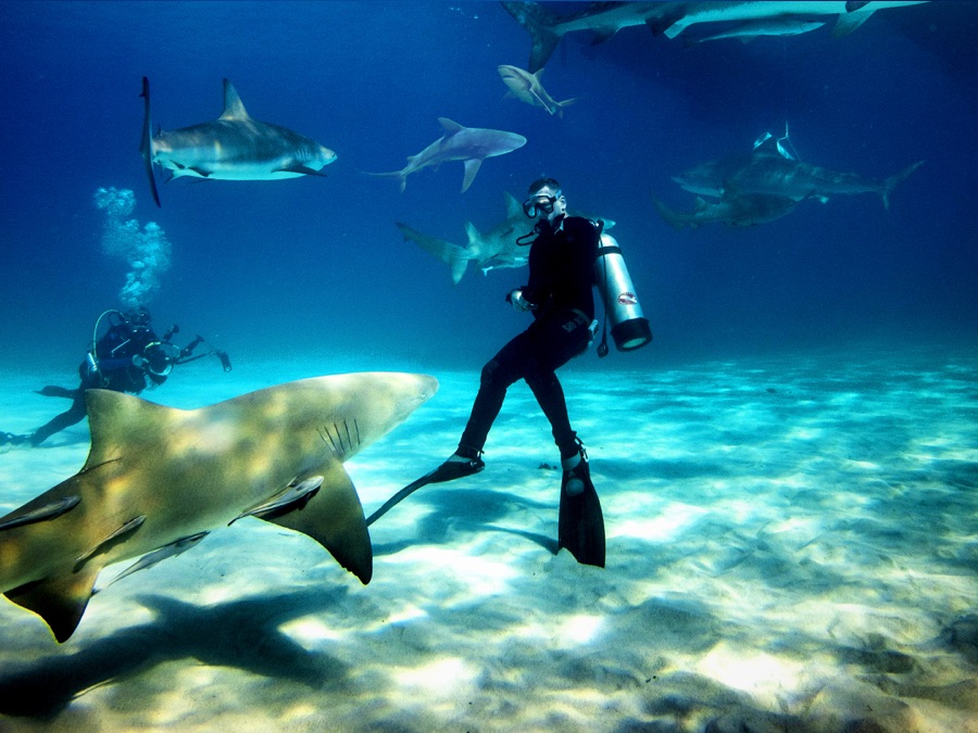 Of Shark and Man - Apple TV