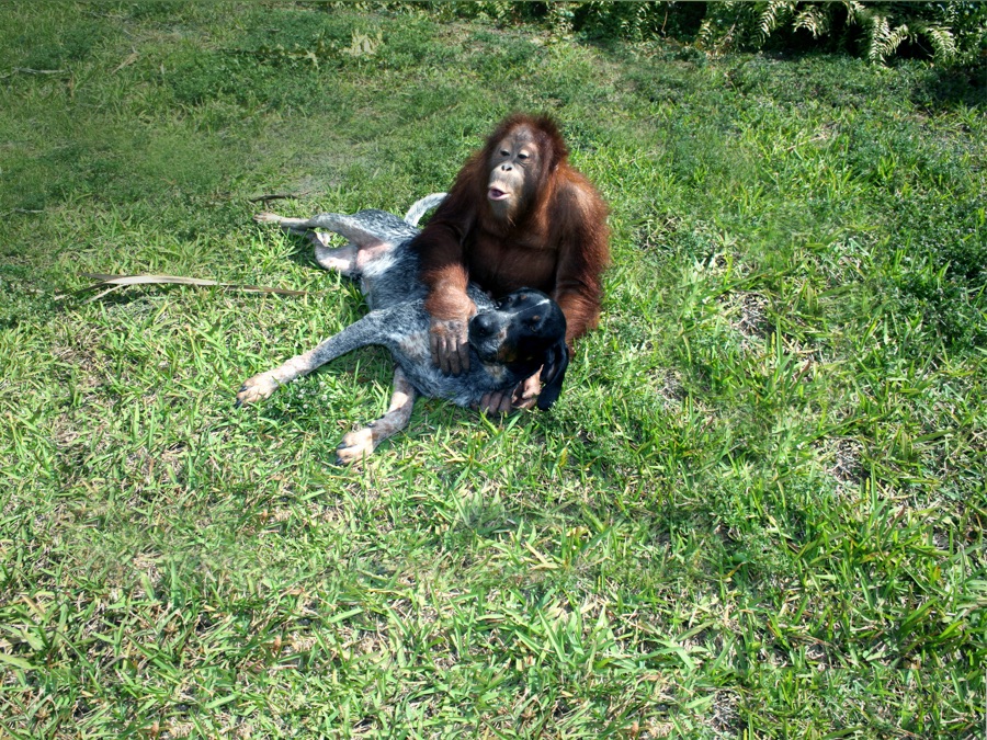Unlikely Animal Friends - Apple TV (PL)