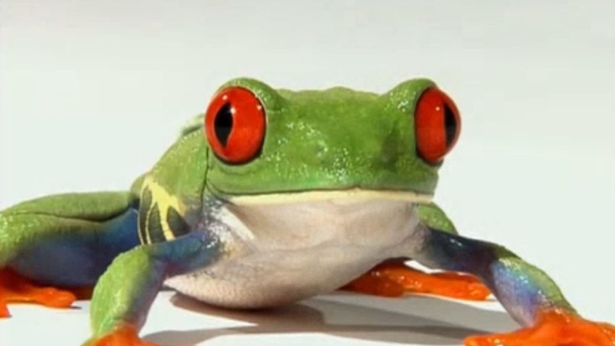 ‎World Animal Adventure - Baby Einstein Classics (Series 1, Episode 7 ...