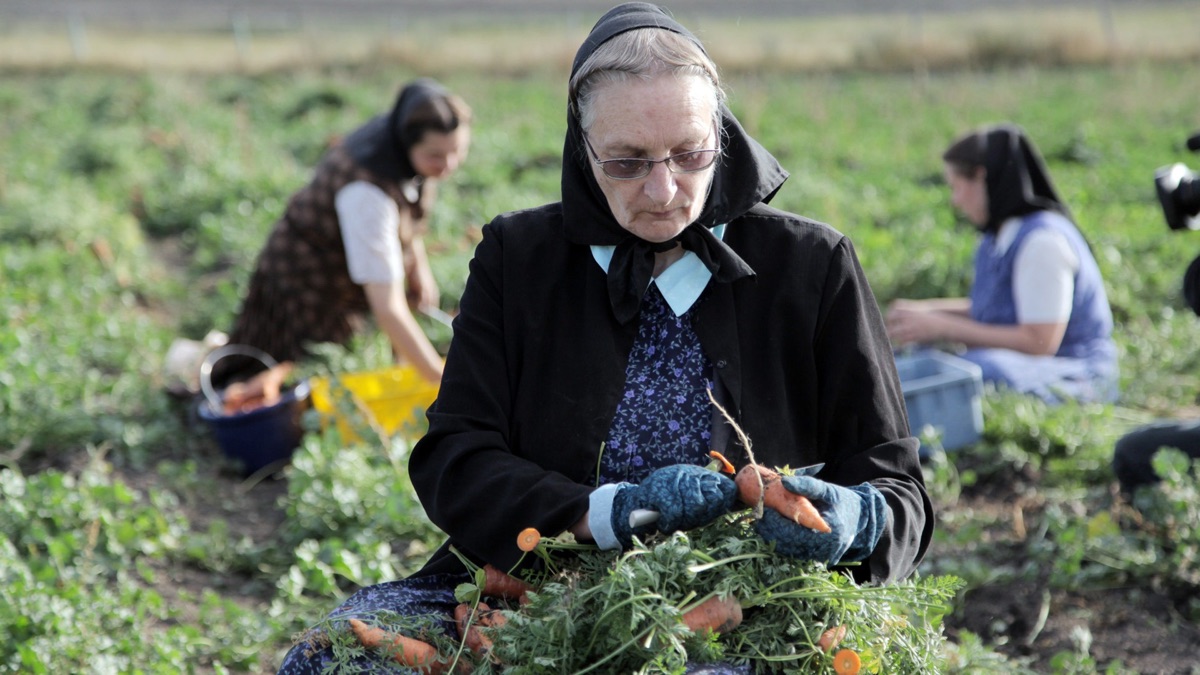 American Colony: Meet the Hutterites - Apple TV