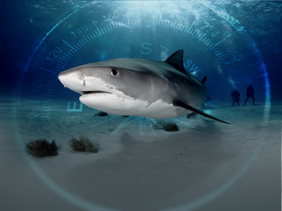 Sharks of The Bermuda Triangle - Apple TV