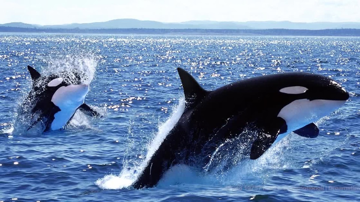 Shark School: Orcas - Apple TV (CA)