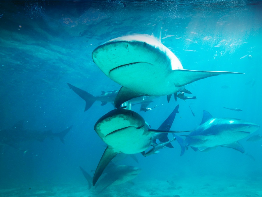 Shark Gangs - Apple TV