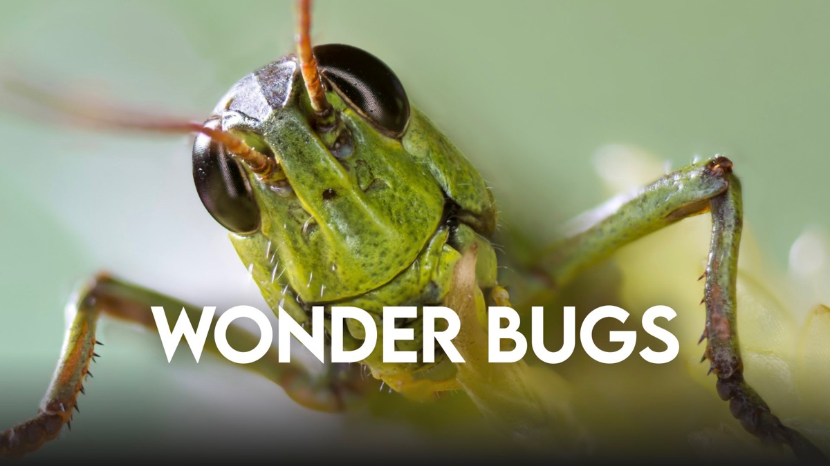 Wonder Bugs - Apple TV (UK)