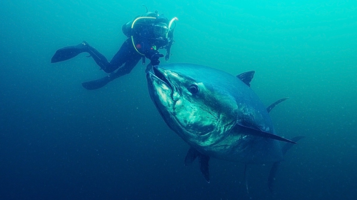 Bluefin - Apple TV