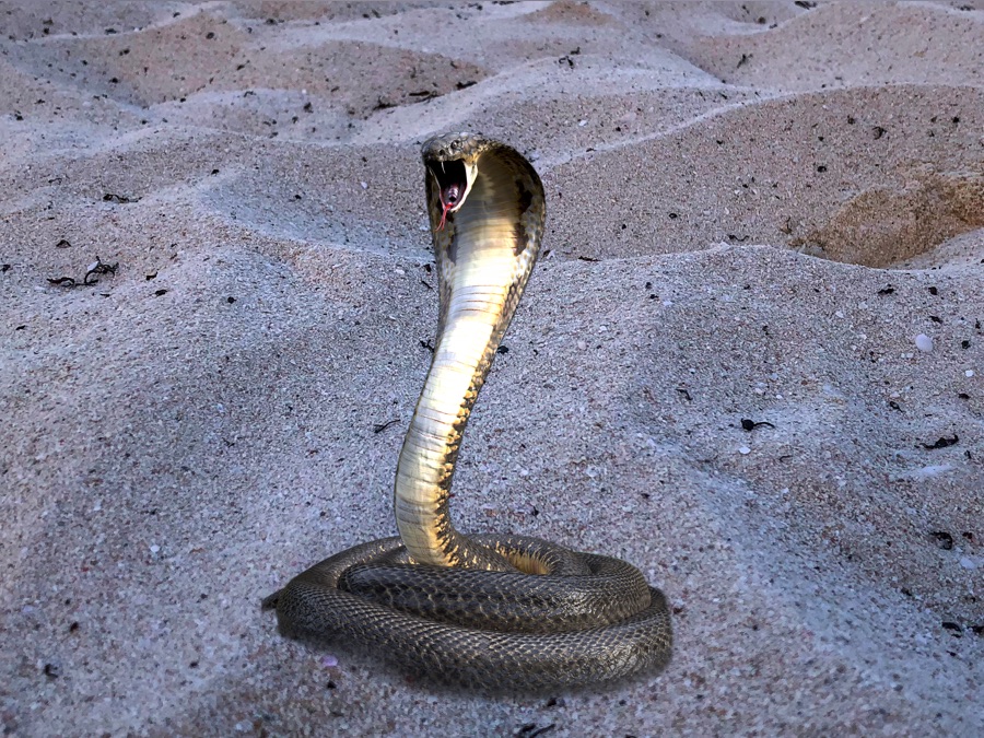 Venom Hunters - Apple TV (UK)