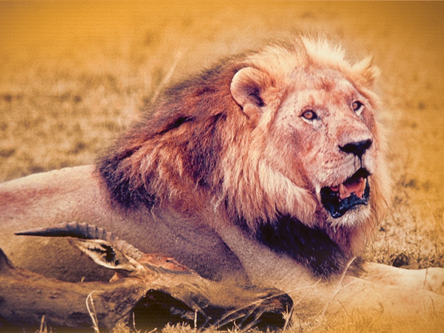 The African Lion - Apple TV (UK)