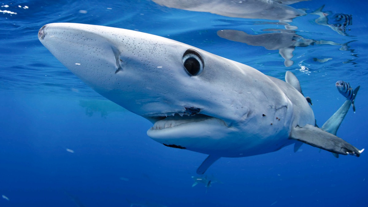 Dawn of the Monster Mako - El resurgimiento del gran mako (temporada 1 ...