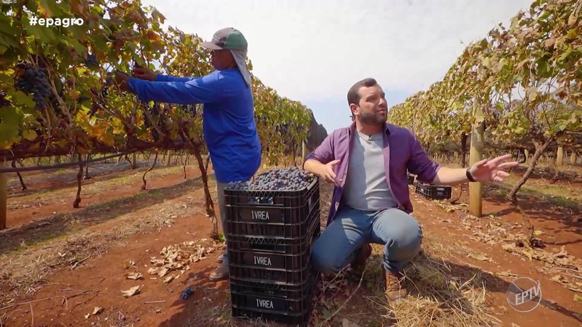 Assista ao EP Agro deste sábado: 21 de outubro - EP Agro - Apple TV