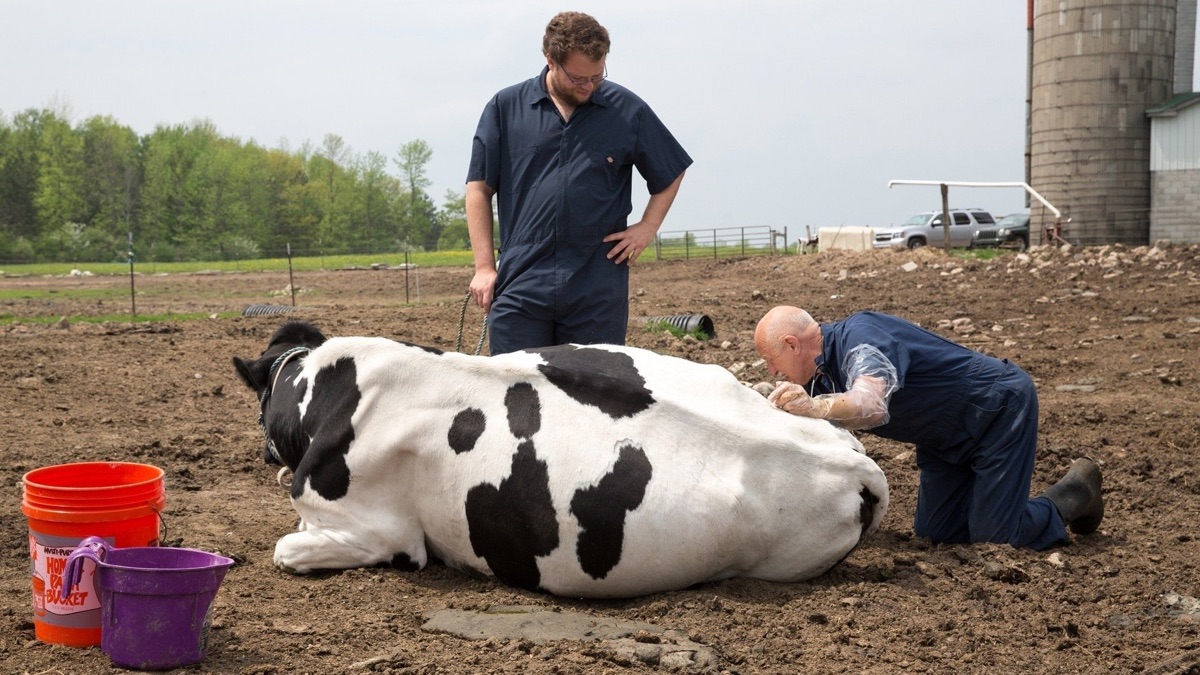 How Now Smelly Cow - The Incredible Dr. Pol (Series 4, Episode 4 ...