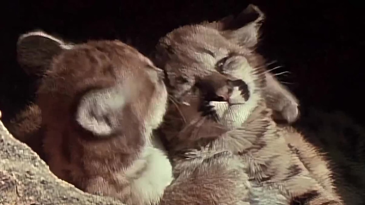 Wild Cats - Wild America (Season 2, Episode 7) - Apple TV