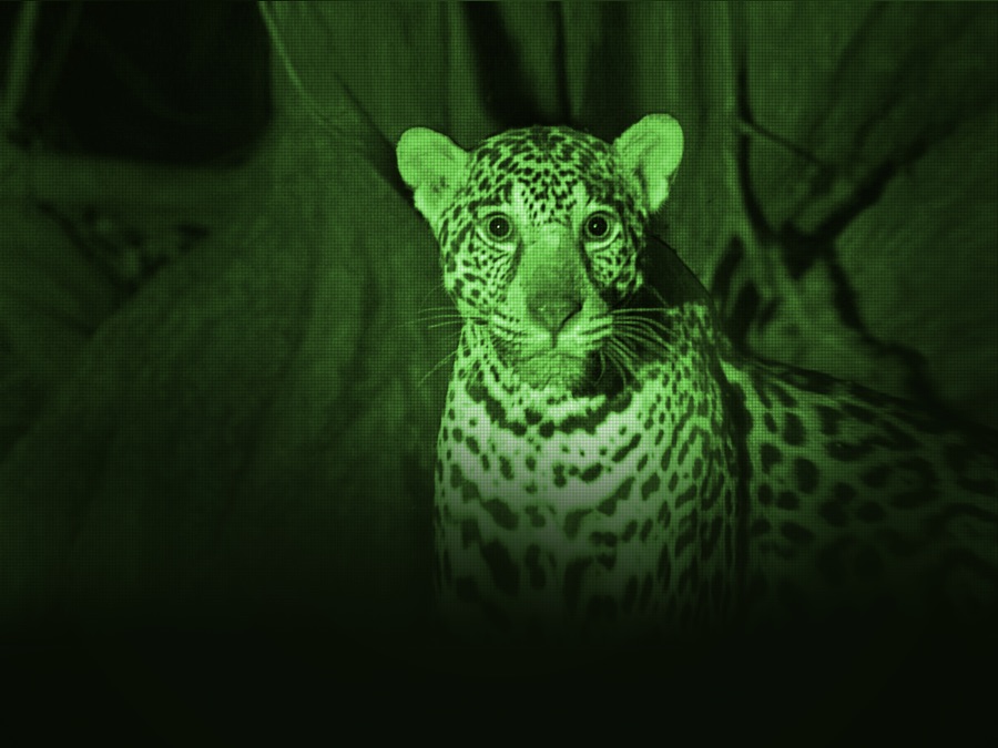 Jaguar Beach Battle - Apple TV