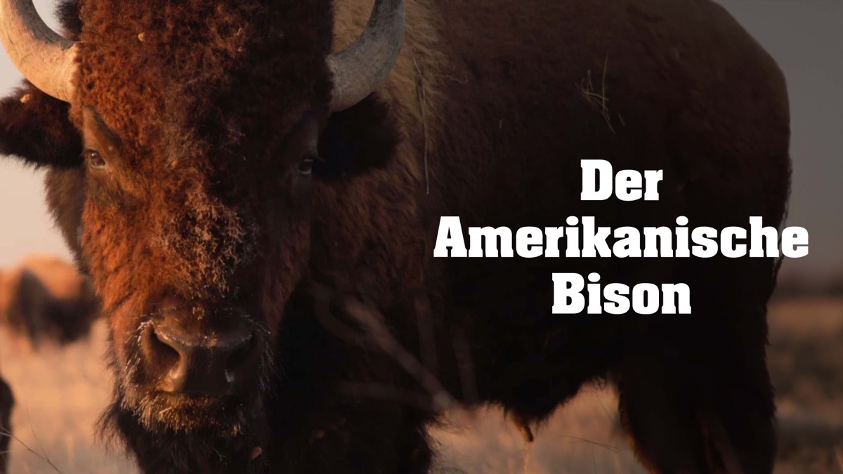 ‎Der Amerikanische Bison - Apple TV