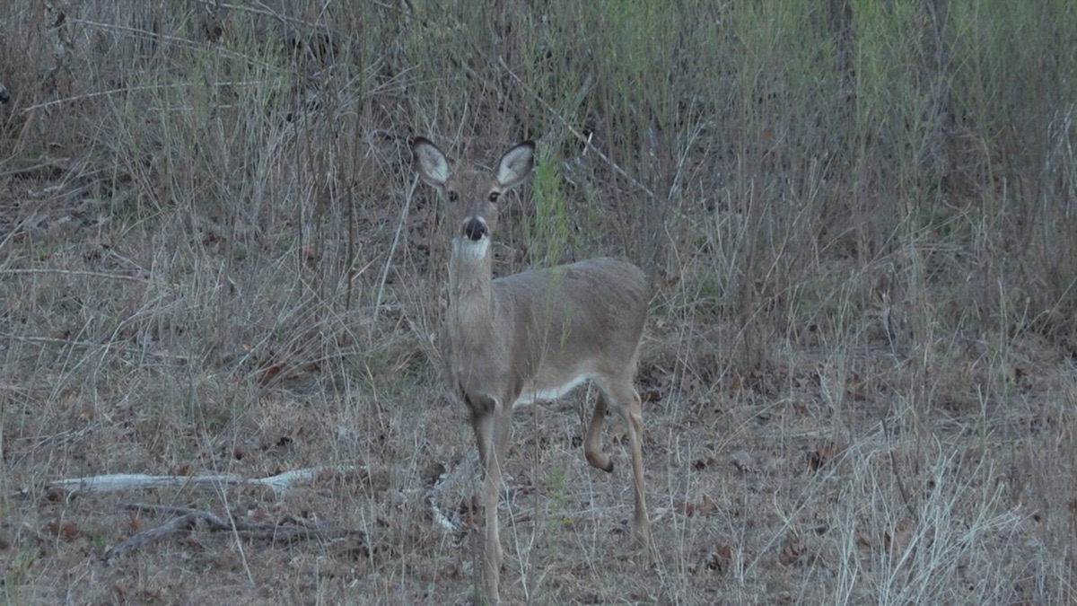 Willie and the Boys - Buck Commander (Season 12, Episode 24) - Apple TV