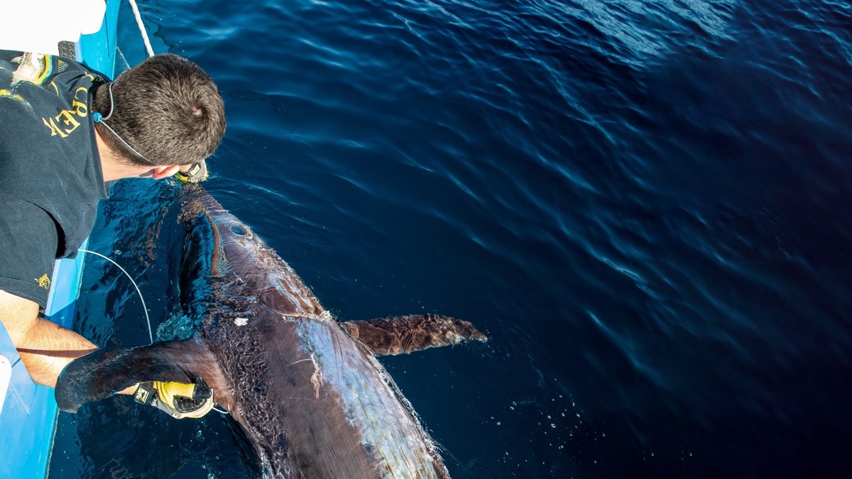 Episode 1 - Fish Forever (Season 1, Episode 1) - Apple TV