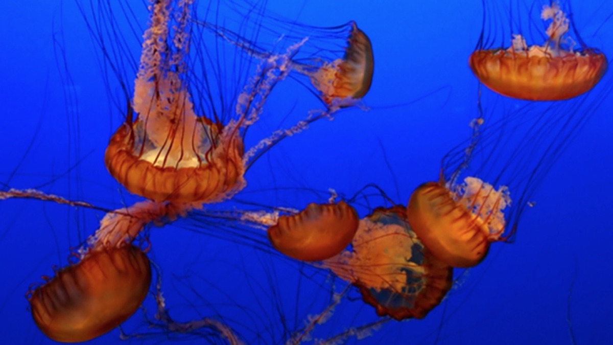 Soft-Bodied Life in the Dark, Open Depths - Oceanography: Exploring ...