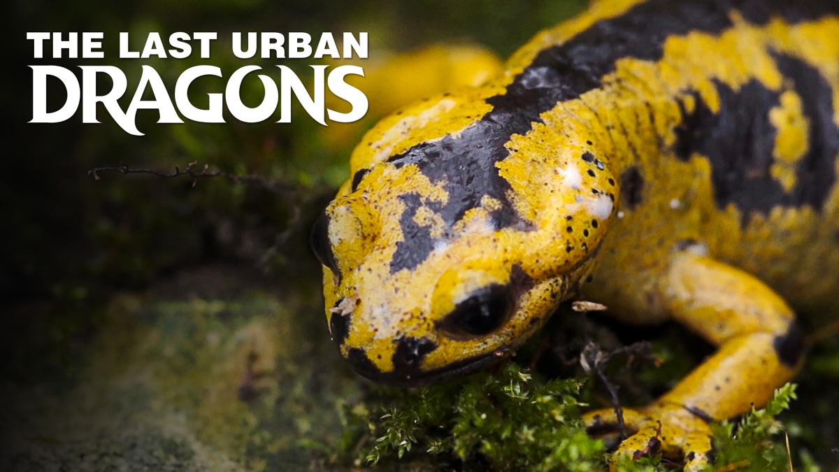 The Last Urban Dragons - Apple TV