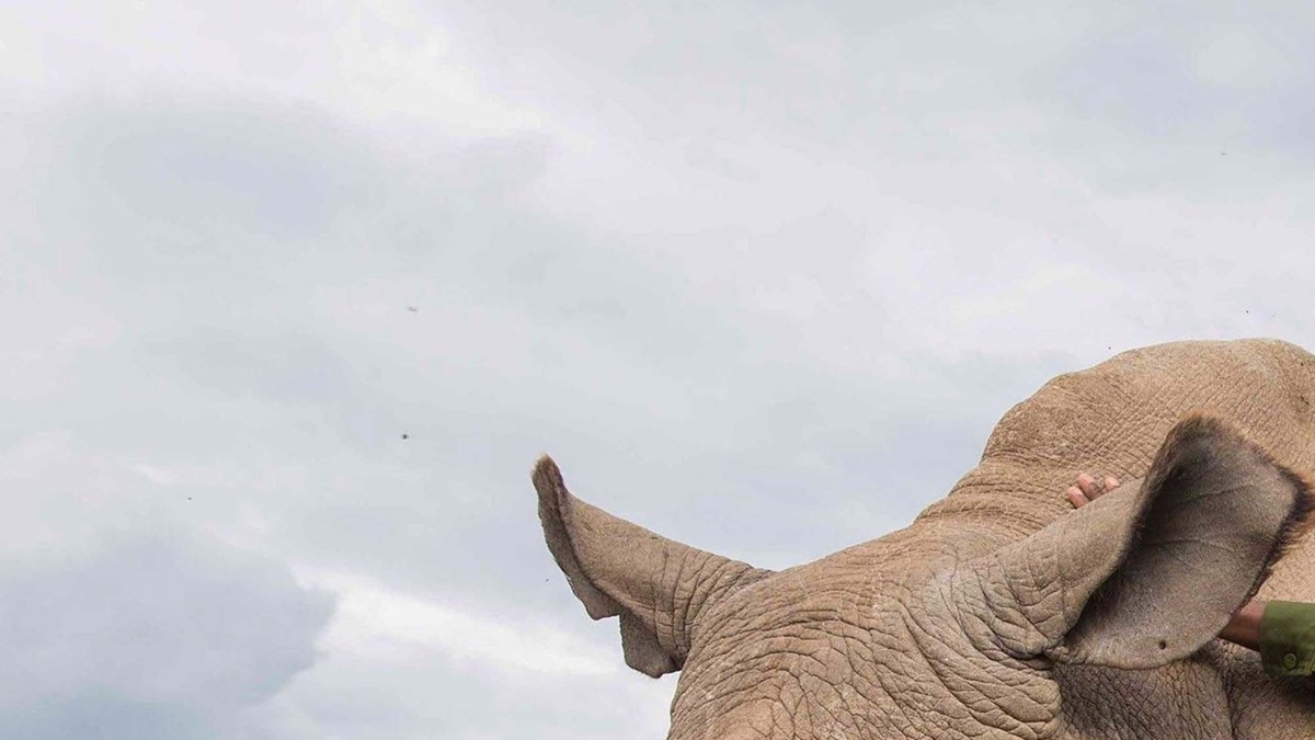 ‎Le dernier rhinocéros blanc - Apple TV