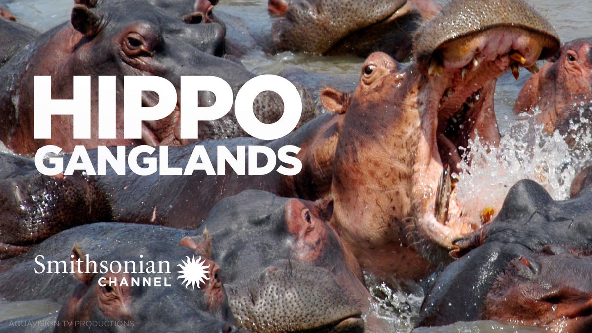 ‎Hippo Ganglands - Apple TV